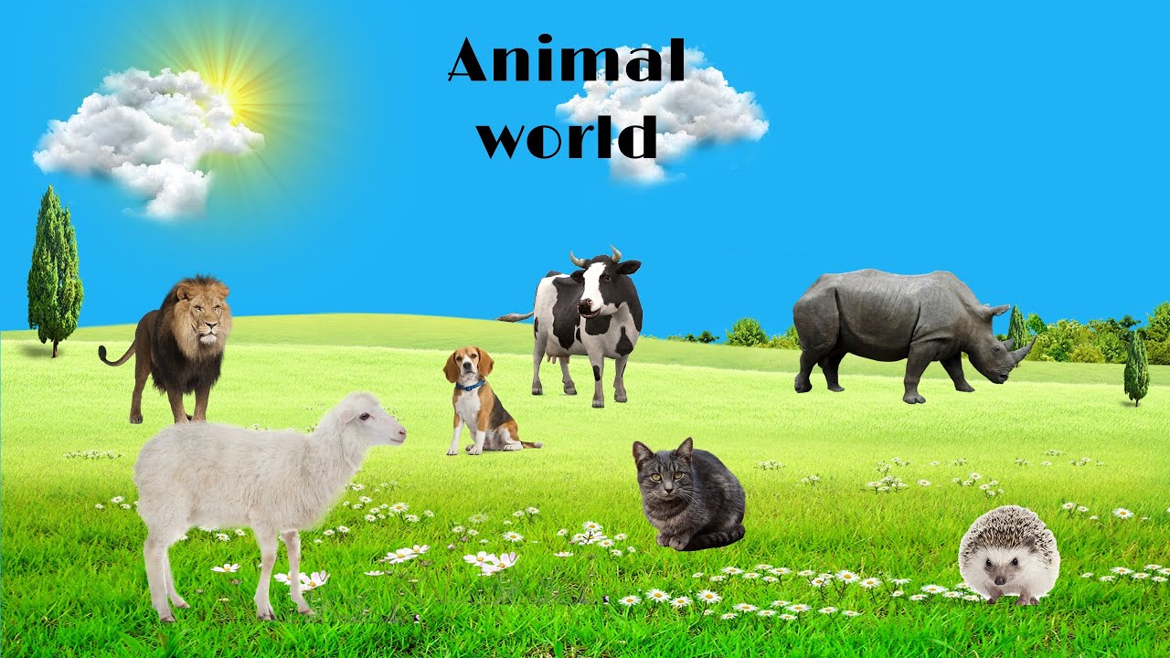 Animals. Animal sounds. Wild animals. Pets. - YouTube