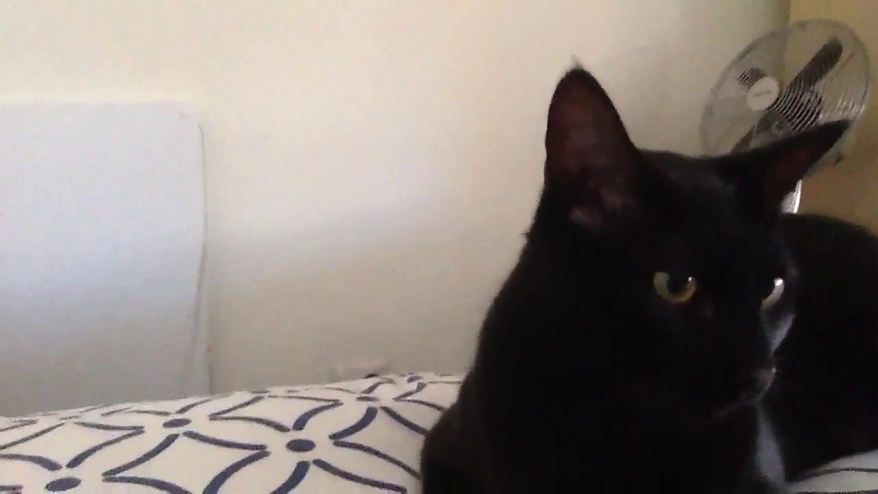 DUKE aka BIG DOG - YouTube