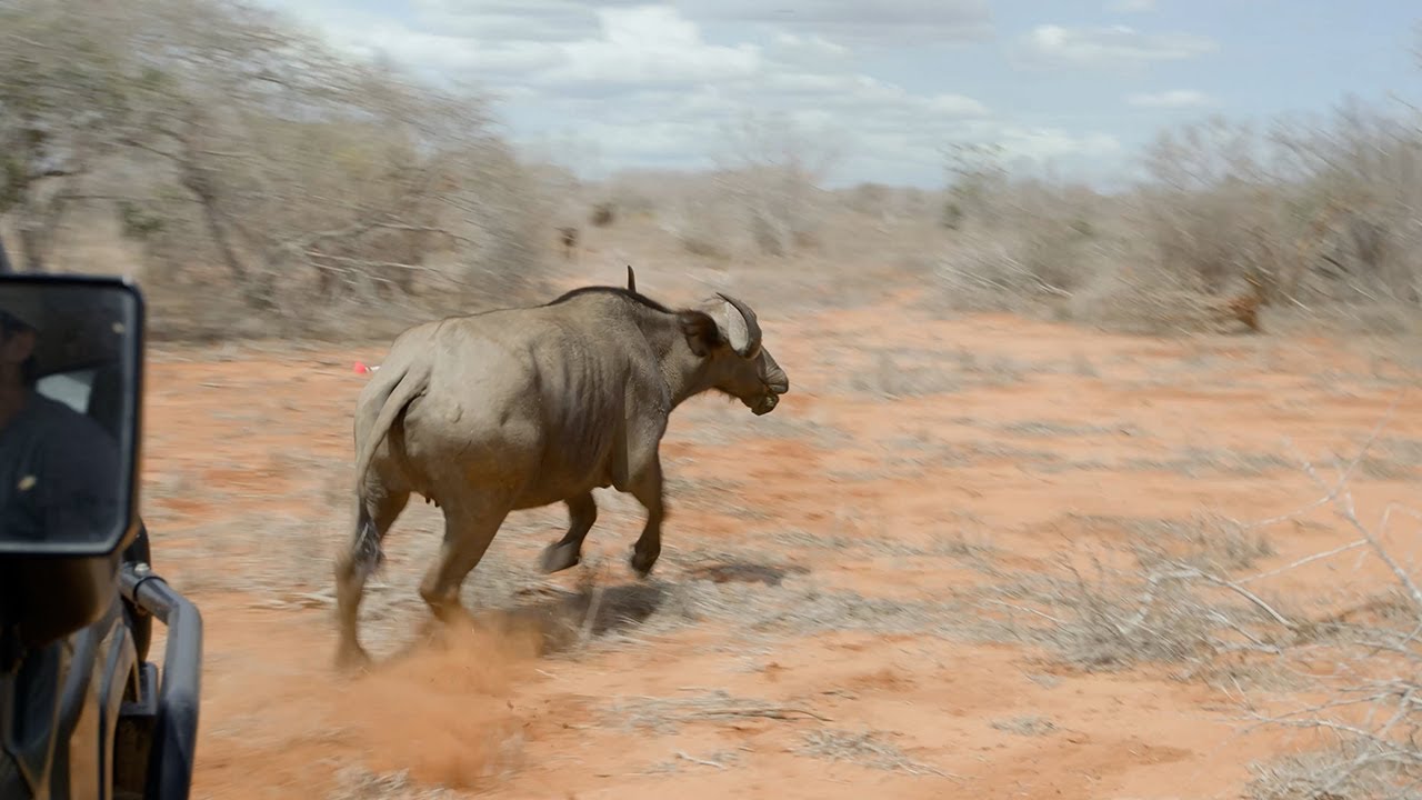 Saving a Mother Buffalo From a Snare | Sheldrick Trust - YouTube