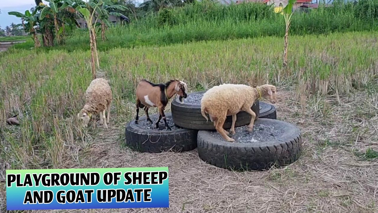 UPDATE SA PLAYGROUND NG TUPA AT KAMBING || MINI SHEEP FARM DEVELOPMENT ...