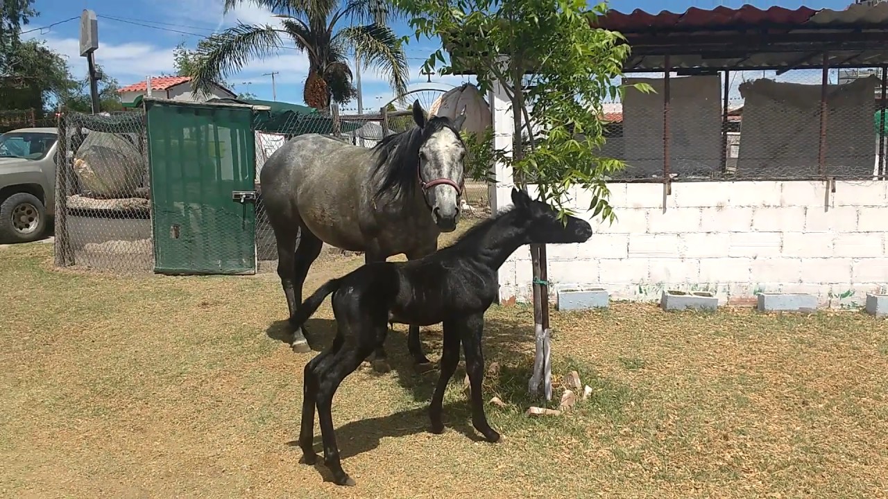 VENTA YEGUA MORA 1/4 DE MILLA Y POTRILLO AZTECA - YouTube