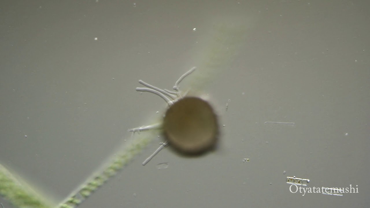 トゲツボカムリ？（Difflugia ?corona） - YouTube