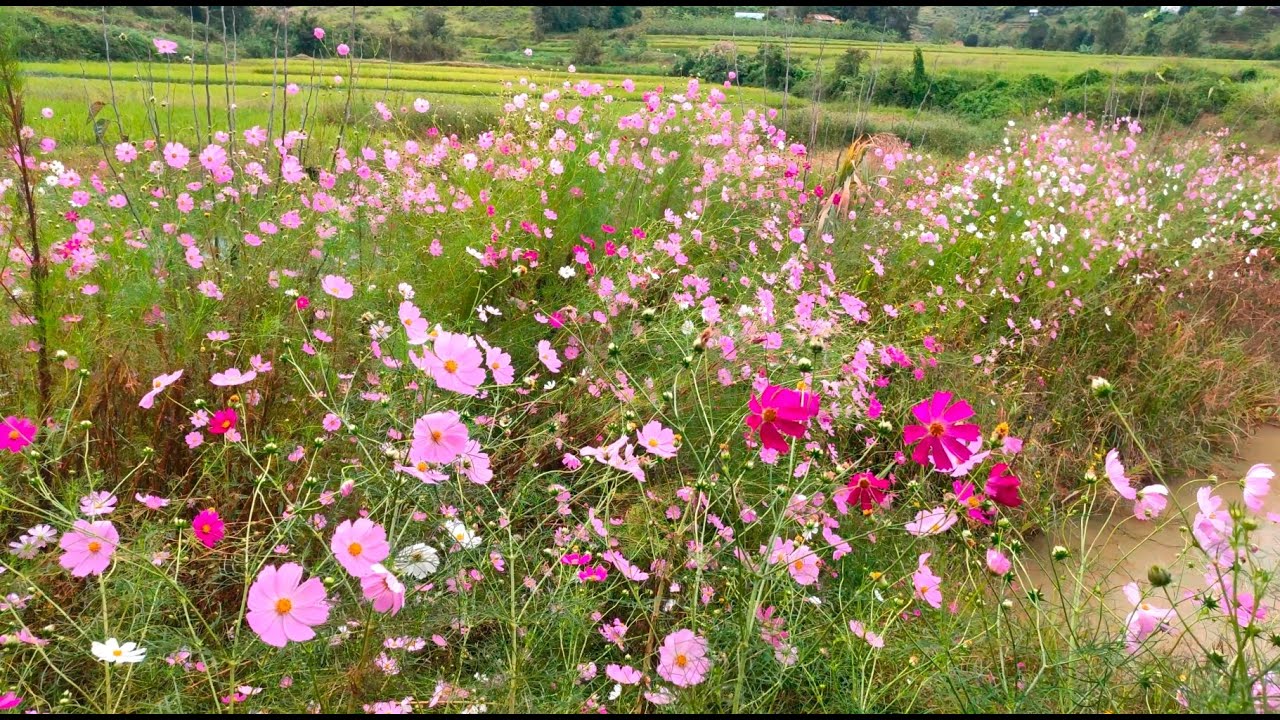 COSMOS (HNAHSIN PAR) Champhai - YouTube