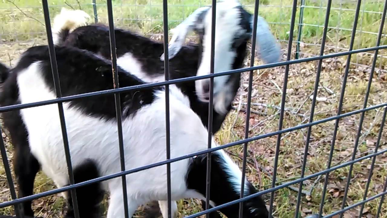 Goats Eating Mulberries! - YouTube