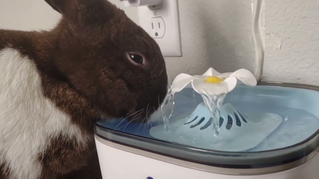 Bunny gets new drinking fountain - YouTube