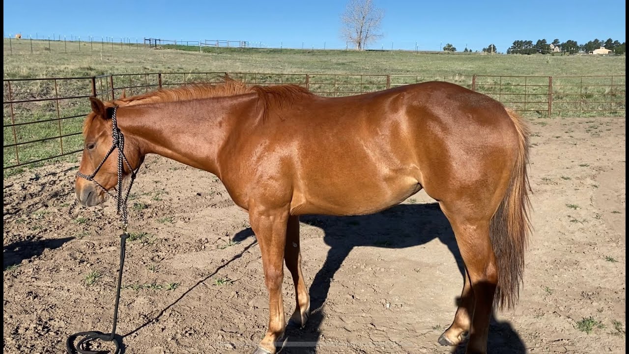 2022 AQHA Sheza Copper Sunset - Annie - YouTube