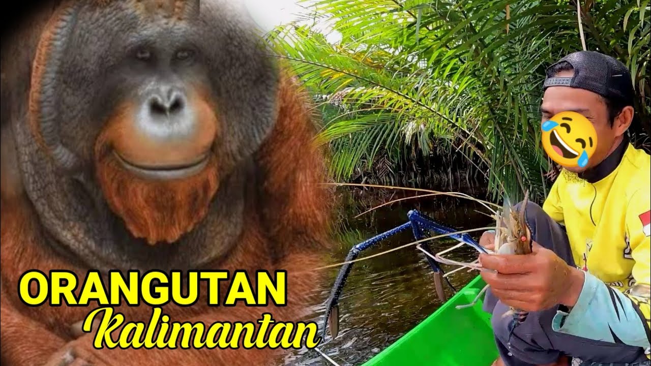 MANCING UDANG KETEMU ORANGUTAN LAGI BANGUN RUMAH || HEWAN ENDEMIK KHAS ...