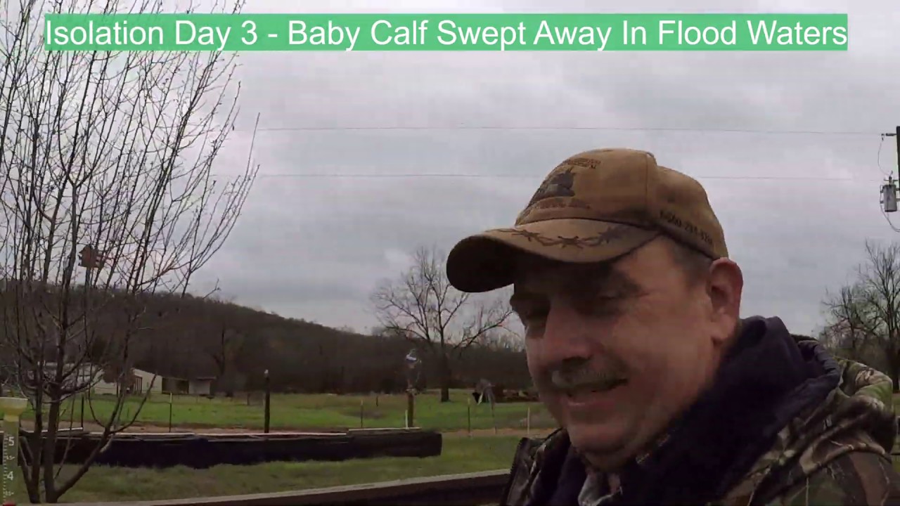 Day 3 of Isolation and calf swept away in flood waters - YouTube