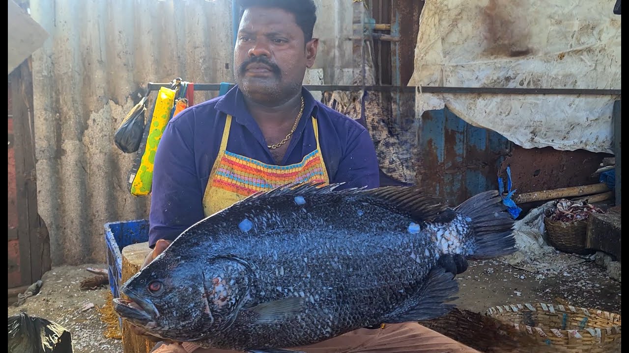 KASIMEDU SPEED SELVAM 🔥 KAL KODUVA FISH CUTTING 🔥 KASIMEDU FISH MARKET ...