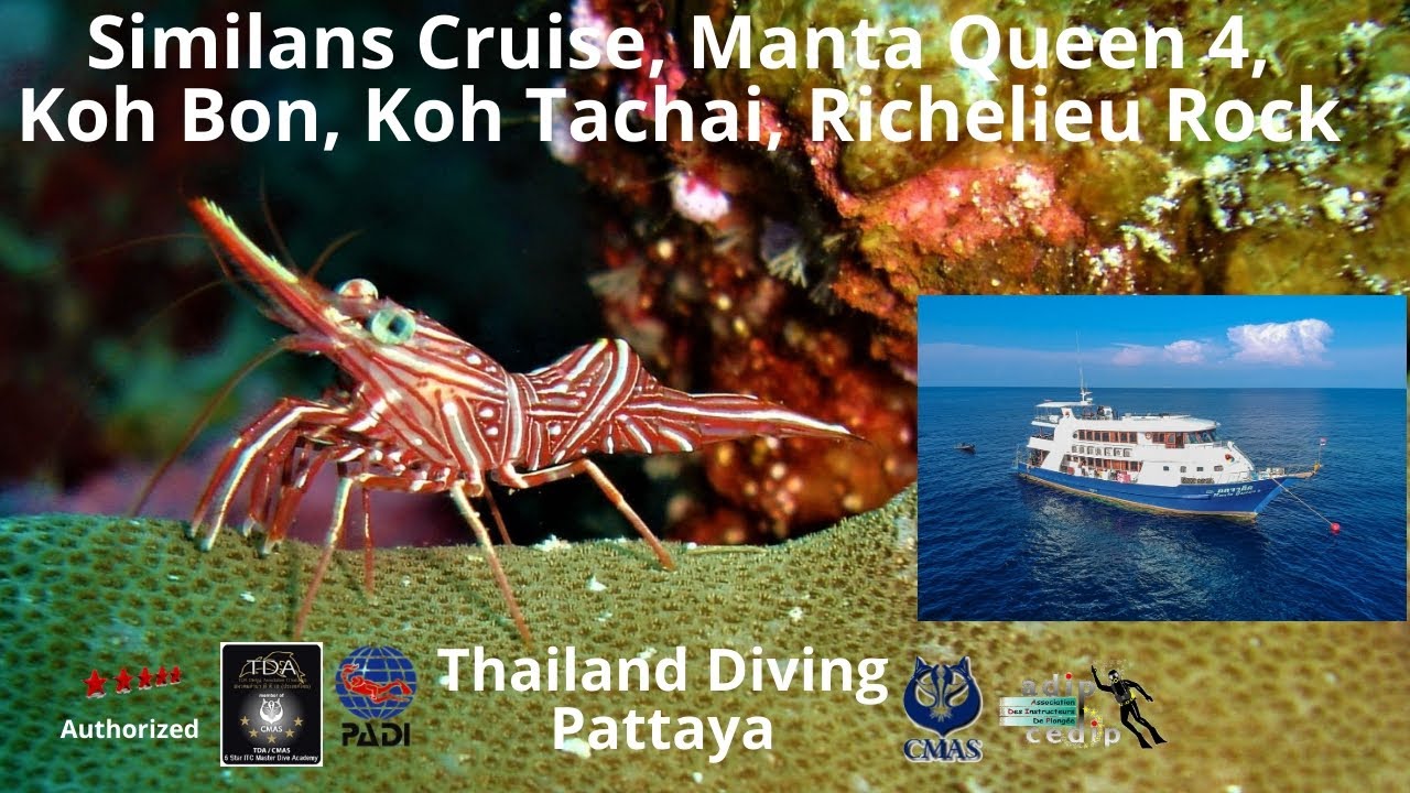 🛳Similan Islands Scuba Diving Cruise, Manta Queen 4, Koh Bon, Koh ...