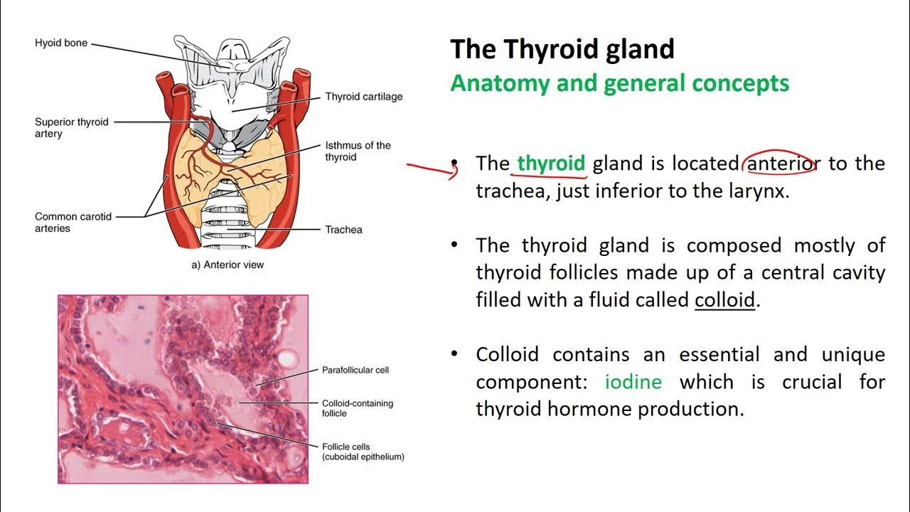 The Endocrine System part 2 - YouTube