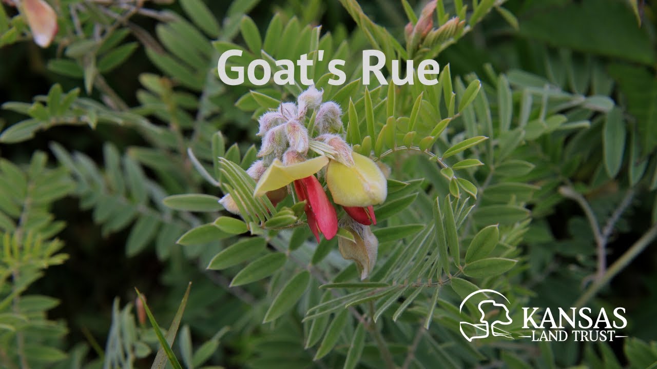 Goat's Rue - YouTube