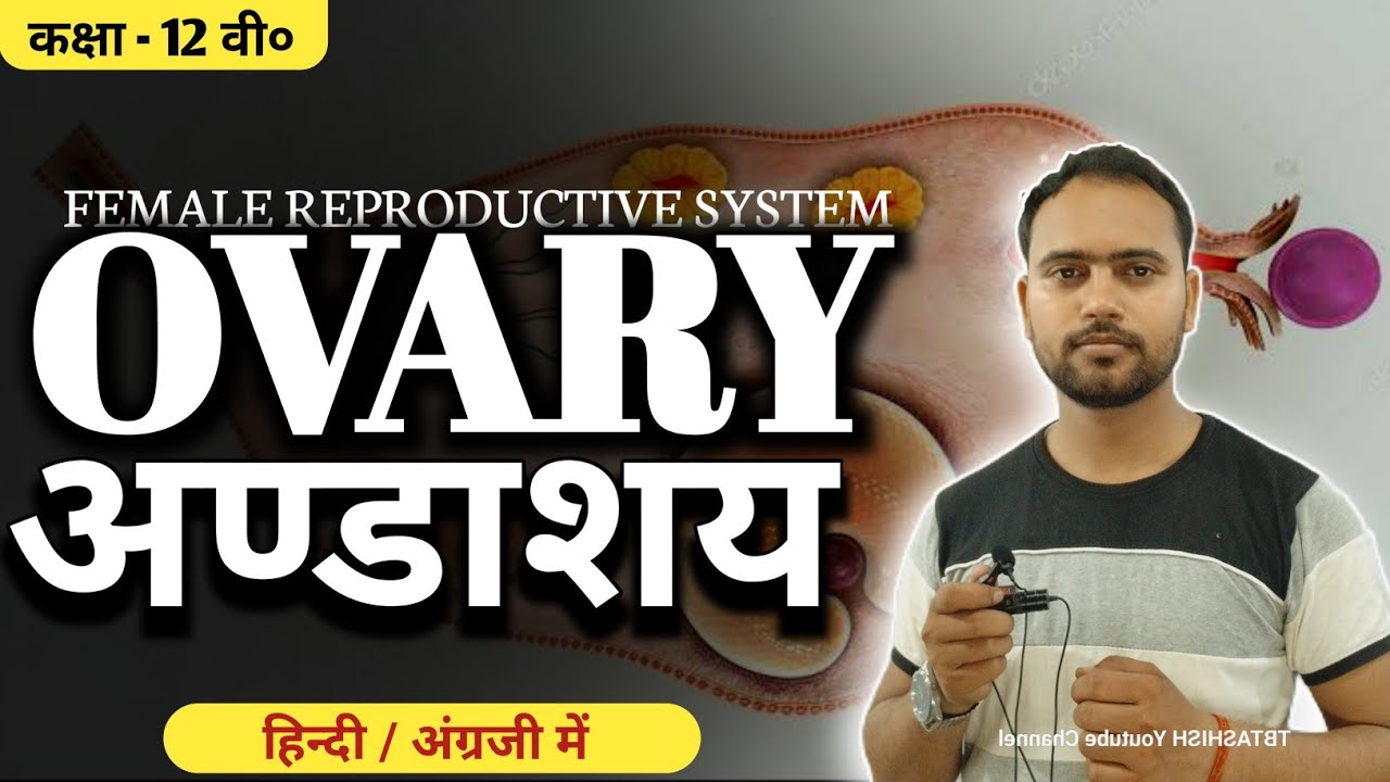 अंडाशय क्या है | अंडाशय की सरंचना | andashay kya hai | What is ovary ...