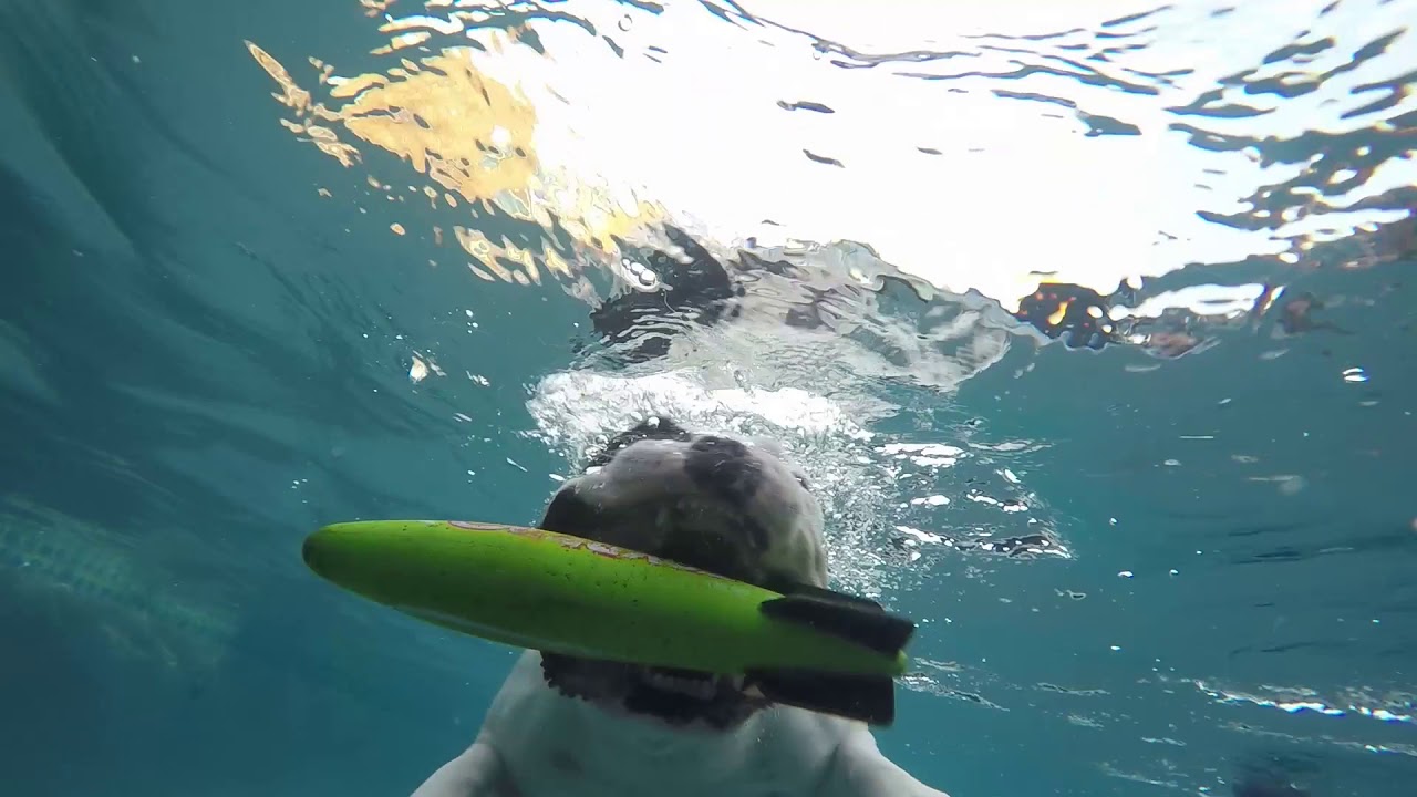 Frenchies Trixie & Tuck are incredible in the water!!! We are still ...