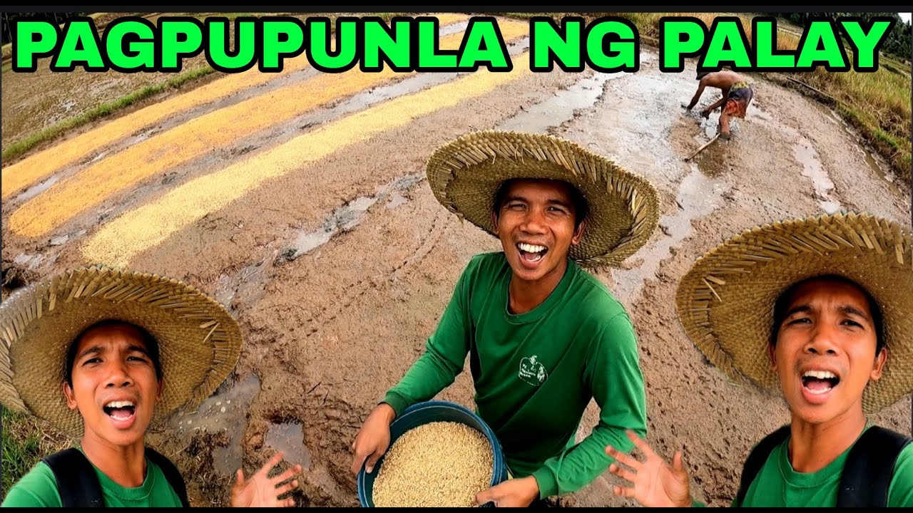 PAGPUPUNLA NG PALAY I BUHAY BUKID - YouTube