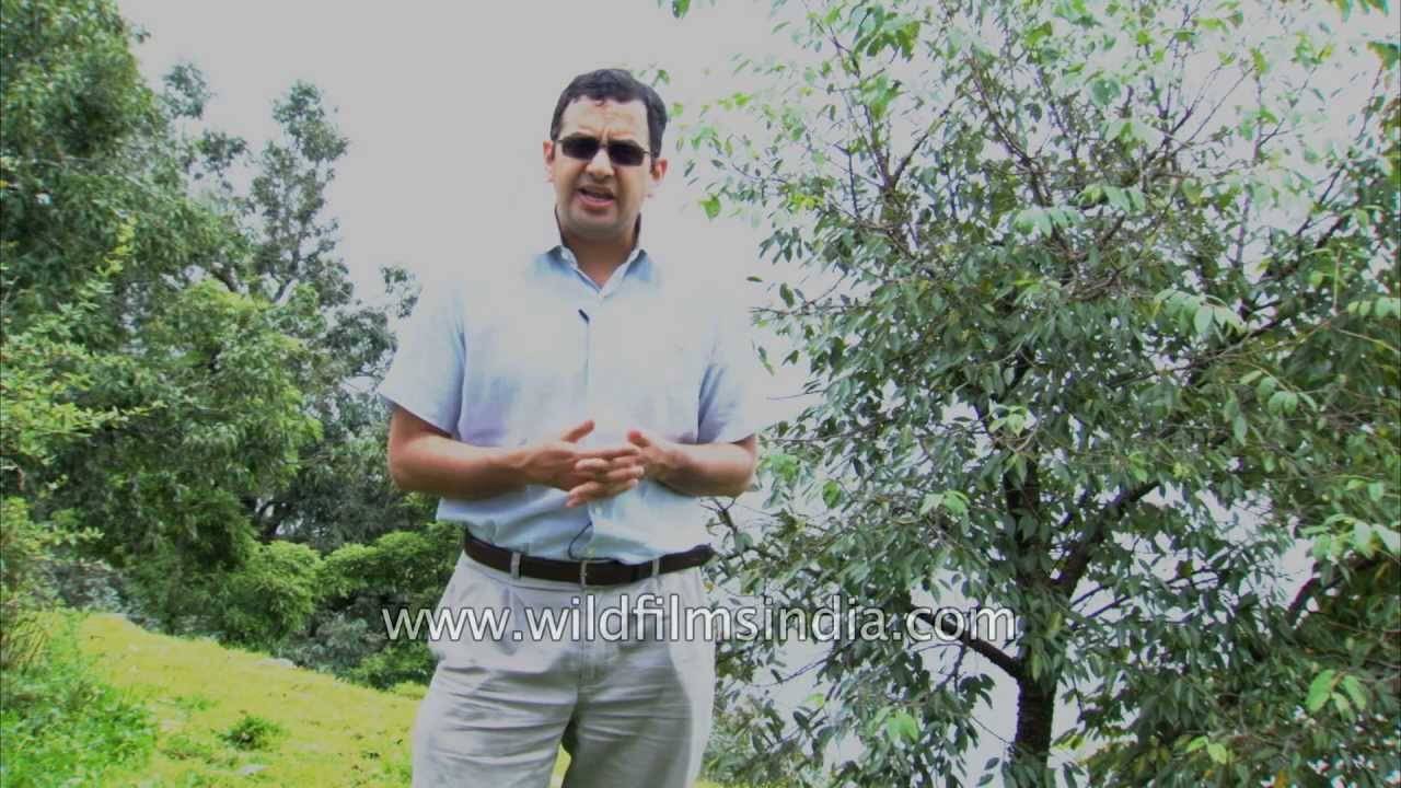Rupin Dang on Uttarakhand floods and future planning template - YouTube