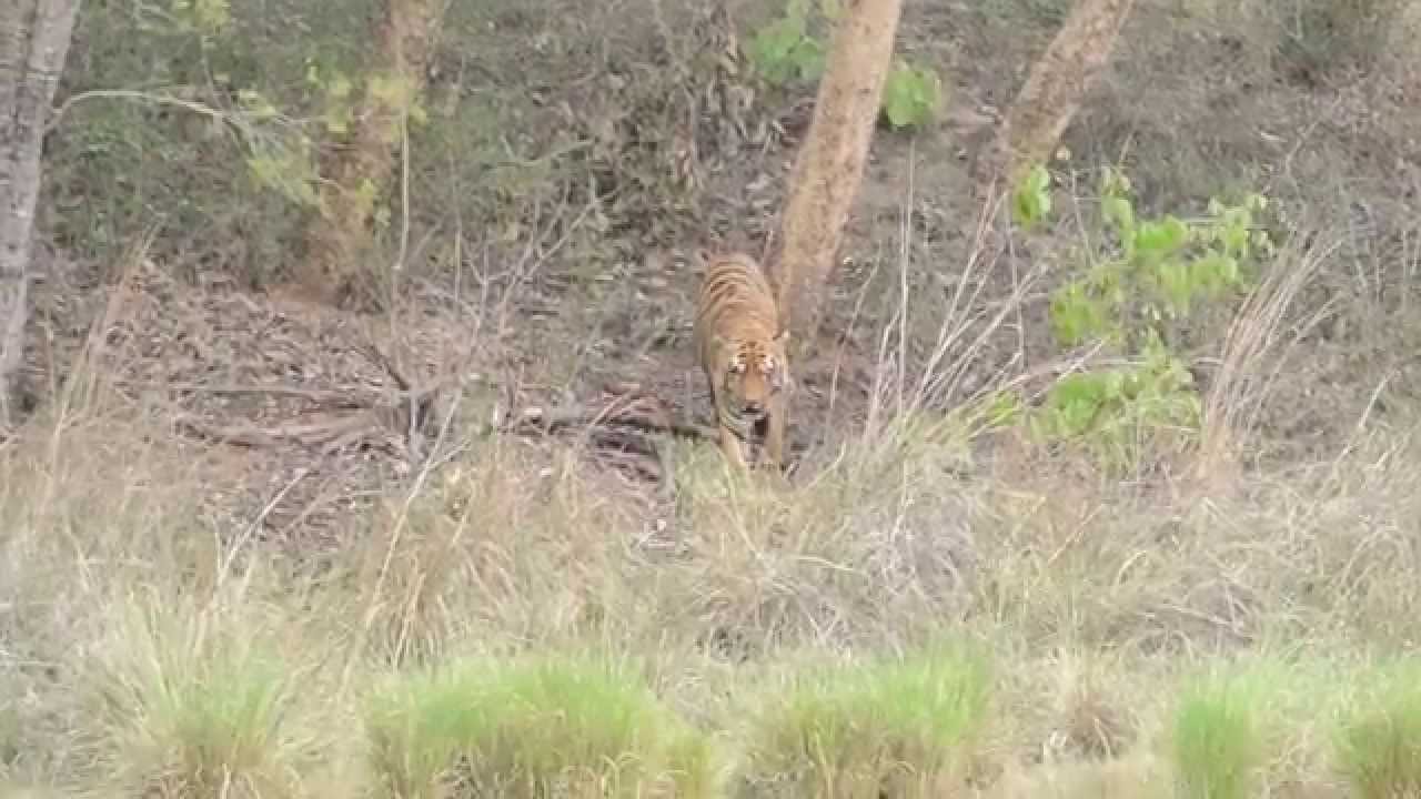 Tiger sighting in Tadoba Andhari tiger reserve. WE SAW WAGDOH, THE ...