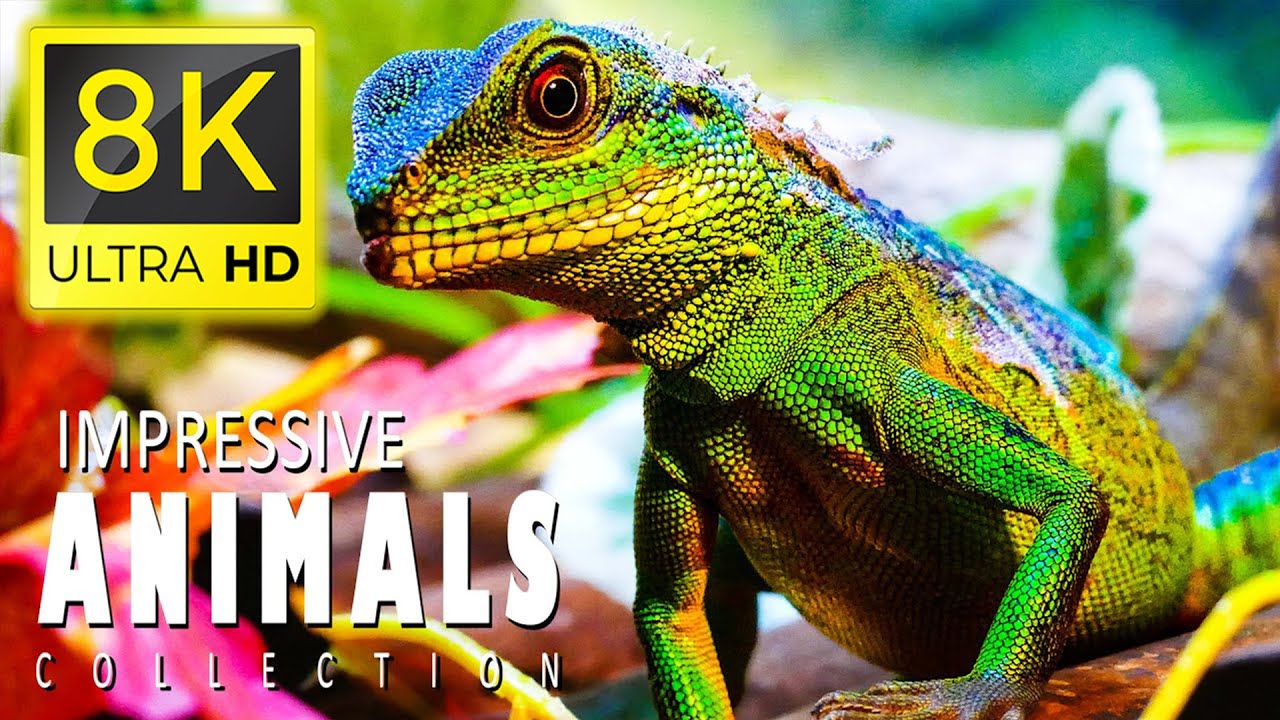 8K Animal World - Special and Impressive Animals Collection in HD 8K ...