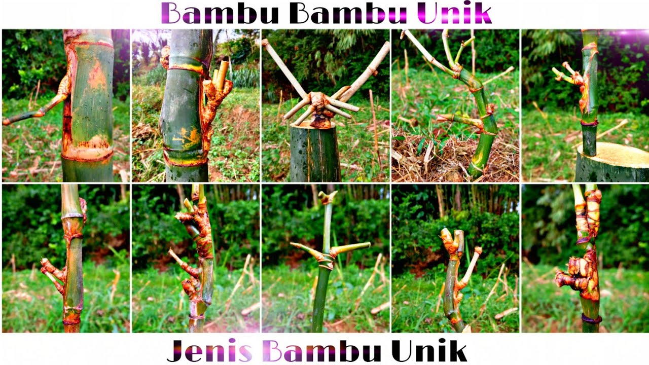 Nama Dan Jenis Bambu Unik - YouTube