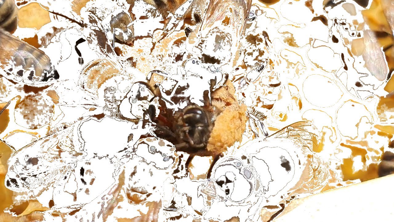 WingWing Beekeeping) Apiculture : Queen Bees Hatching : Queens Hatching ...