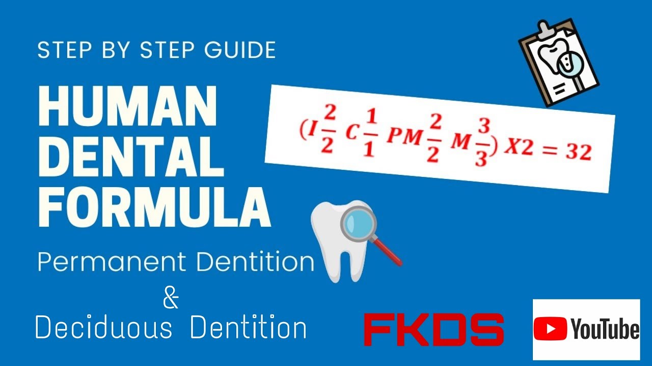 Dental Formula/ Basics of Tooth Morphology Part-2 - YouTube