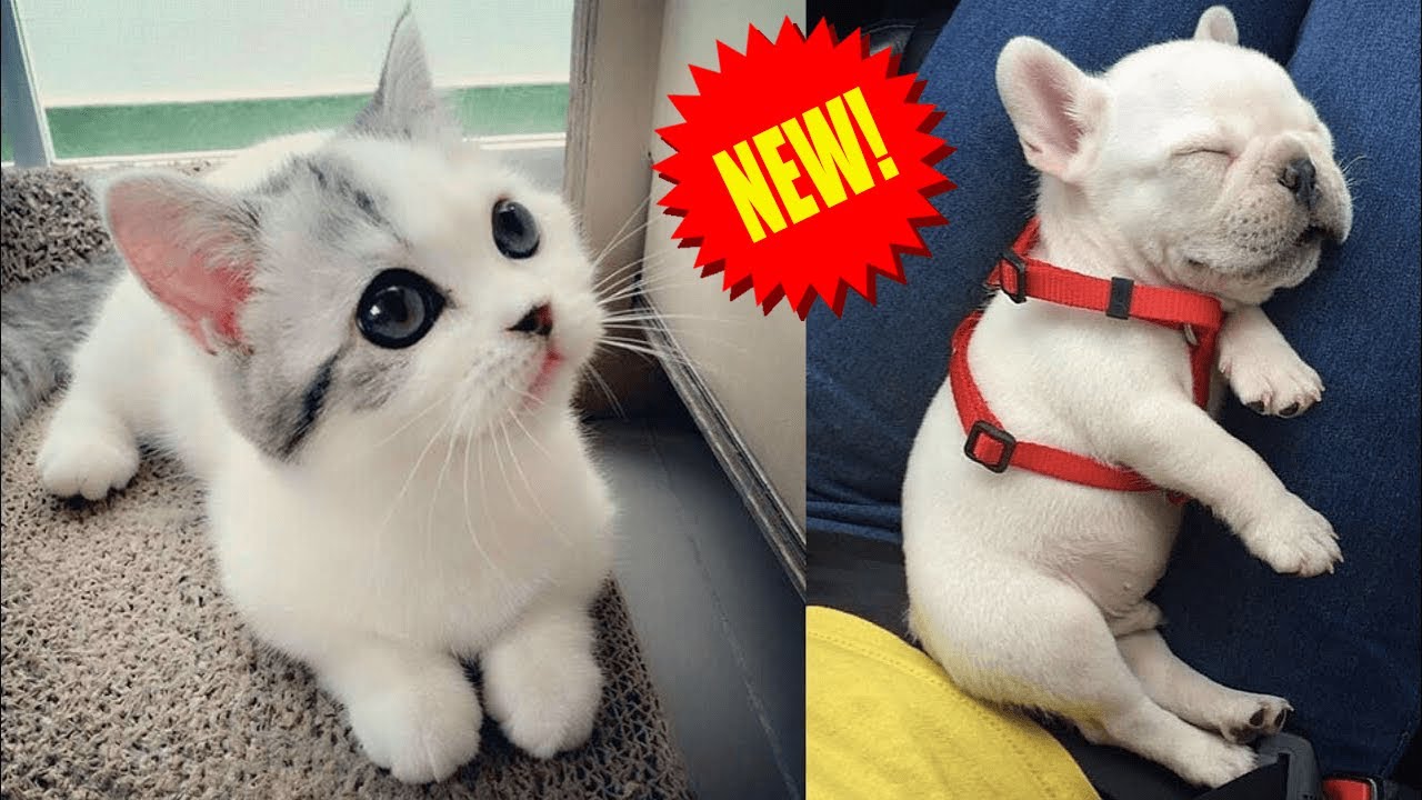 ️😍Cute baby dogs and cats funny videos - funny moments of cute puppies ...