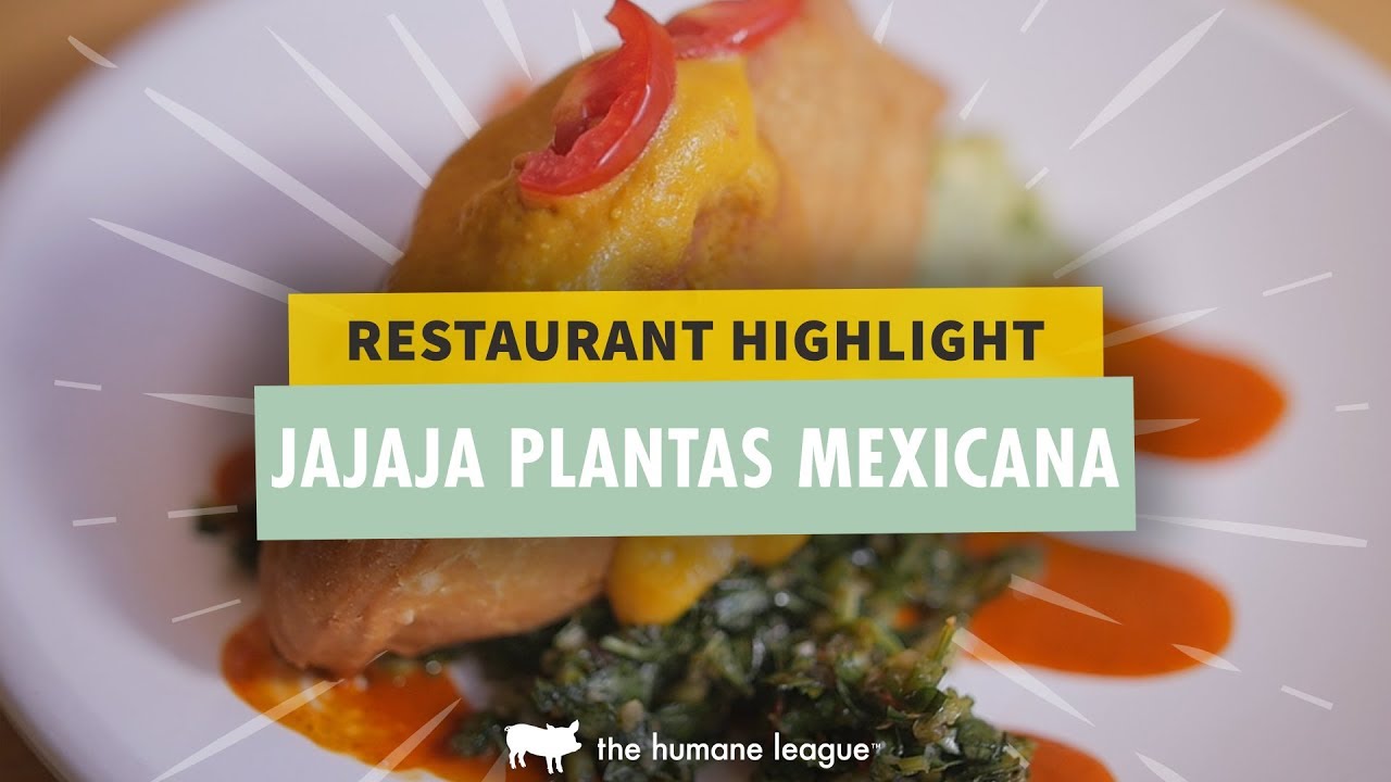Jajaja: Traditional Mexican fare made vegan! 🌮 - YouTube