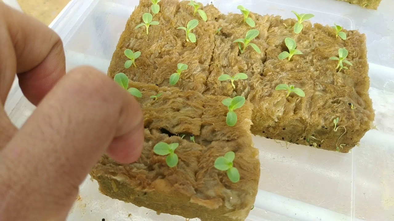 Semai selada Romaine - YouTube