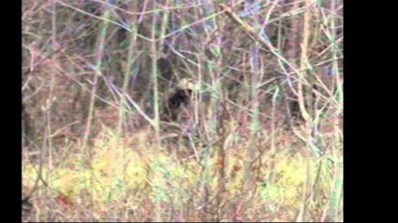 What Is: The Beast Of LBL - YouTube