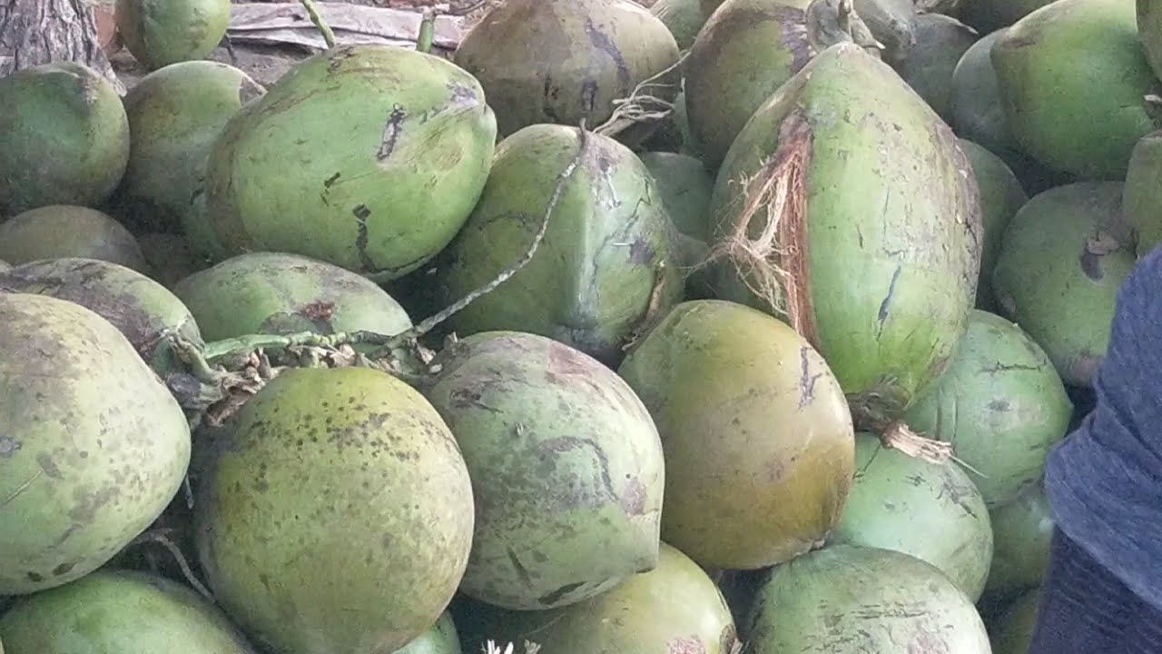 Refreshing buko after jogging - YouTube