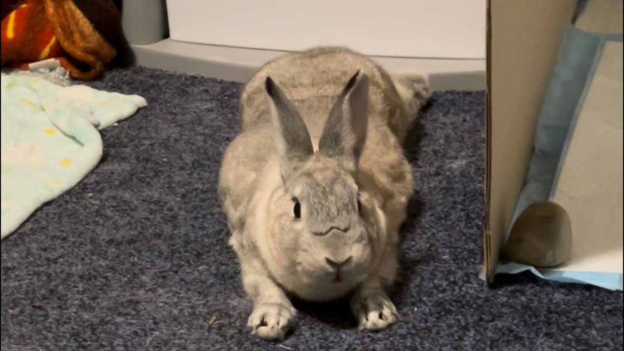 bunny yawning - YouTube