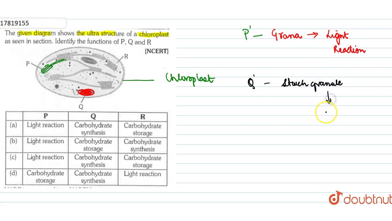 Part D Chloroplast Structure And Function