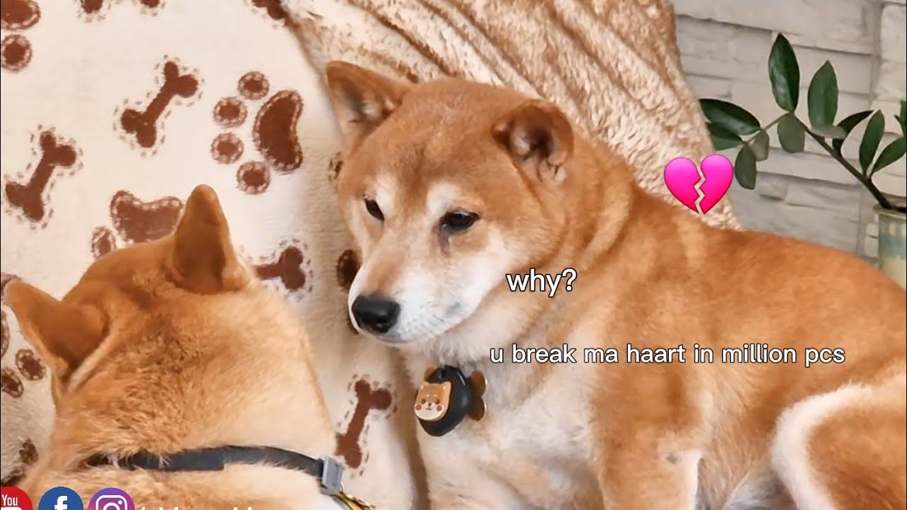 Drama unfolds: Raya FINALLY friendzoned Shiro. Shiro reacts - YouTube