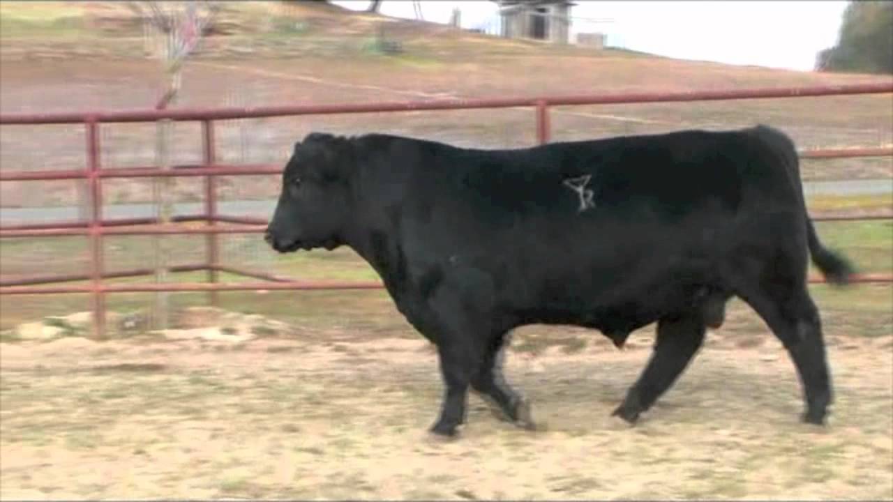 2012 National Western Angus Bull Sale Lot 22 - YouTube