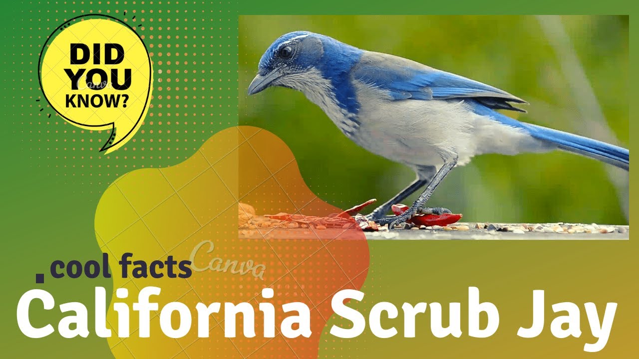 California Scrub Jay facts 🦜 calling sound 🎶 - YouTube