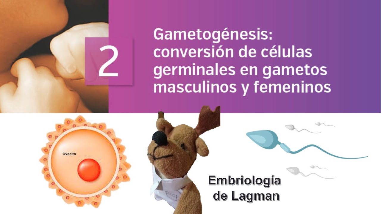 TEMA 2 EMBRIOLOGIA:GAMETOGÉNESIS: CONVERSIÓN DE CÉLULAS GERMINALES EN ...
