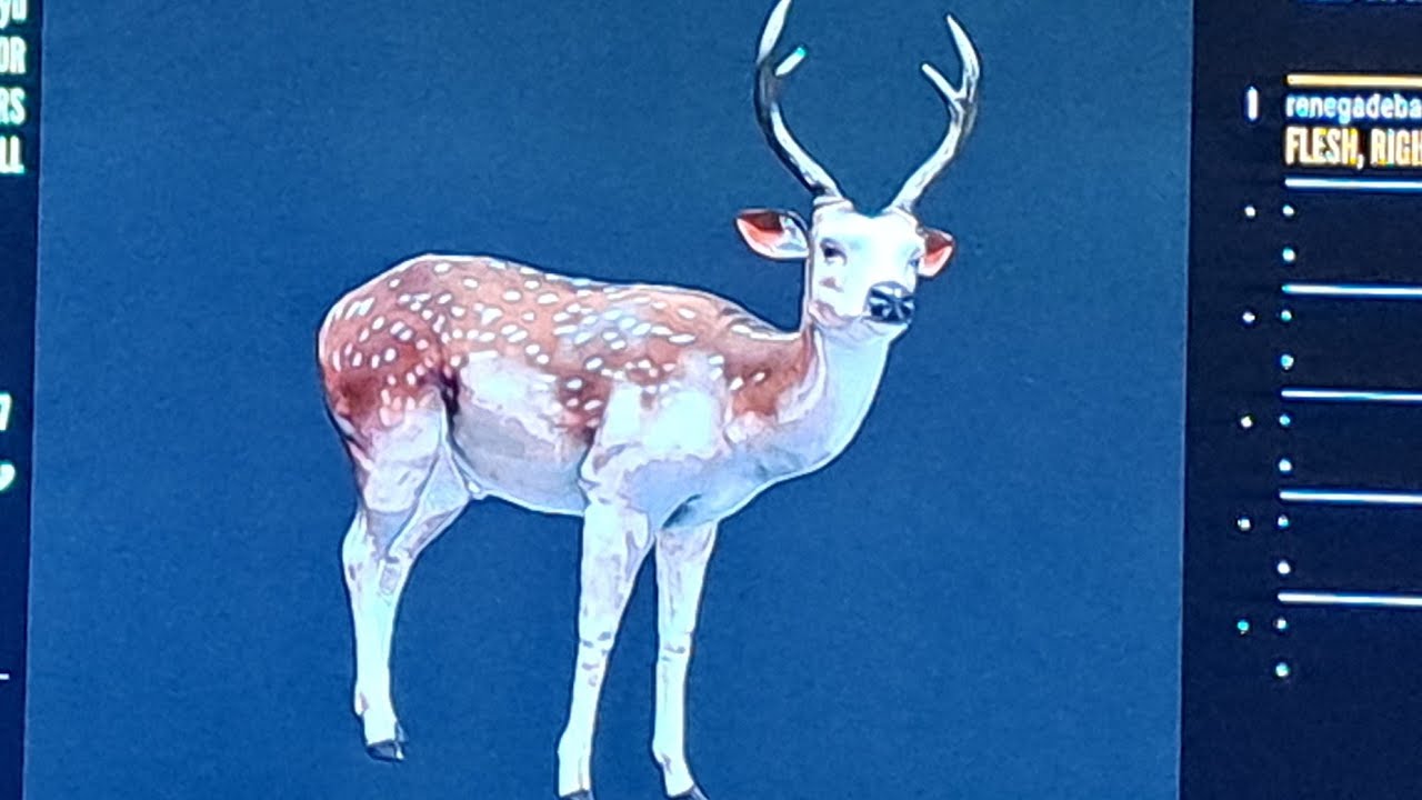 2nd piebald axis deer - YouTube