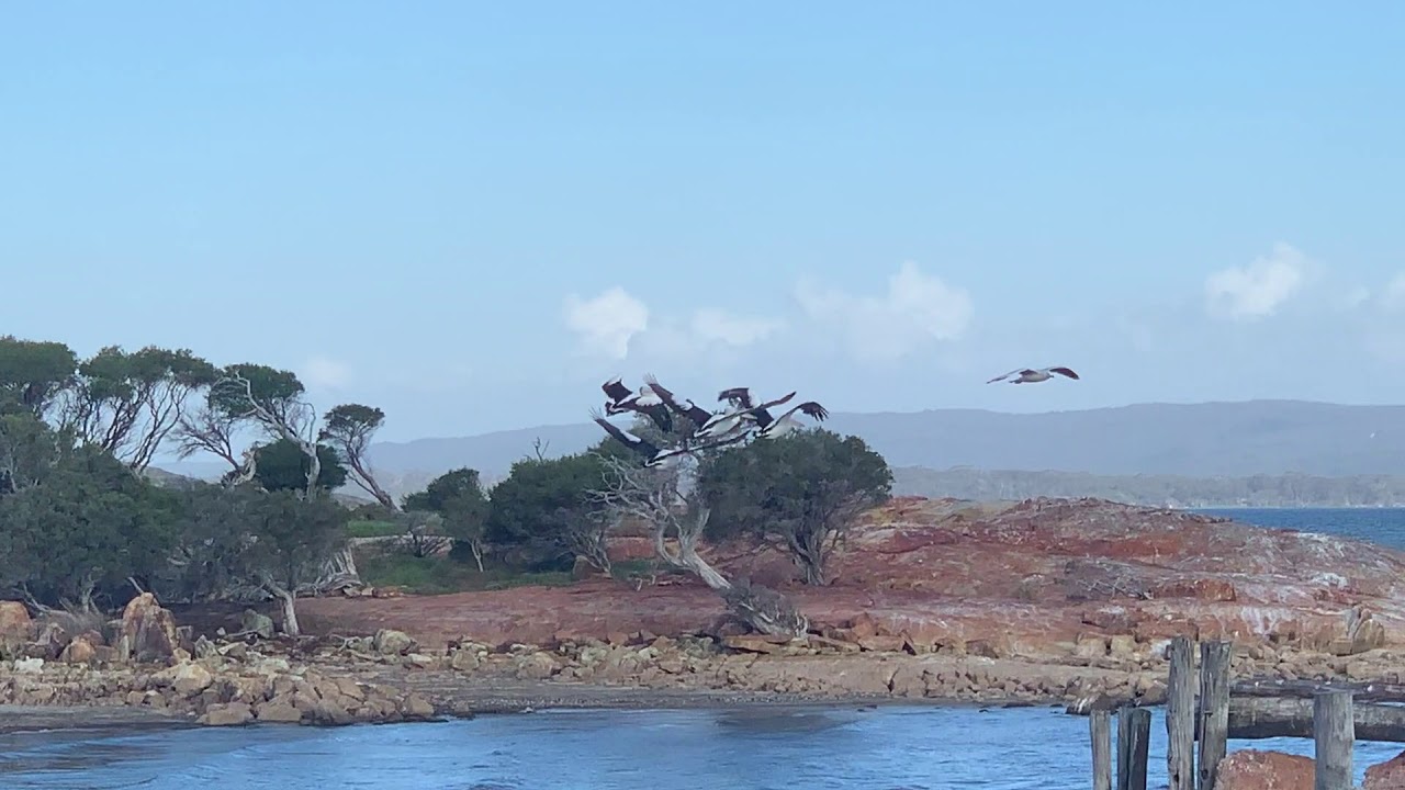 Pelicans Flying at Crusoe Beach Jetty, Denmark WA - YouTube