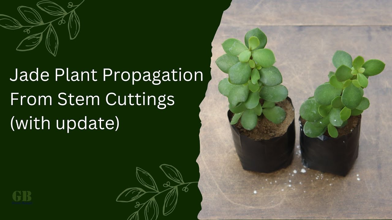 How To Grow Jade Plant From Cutting | Jade Plant Propagation From ...
