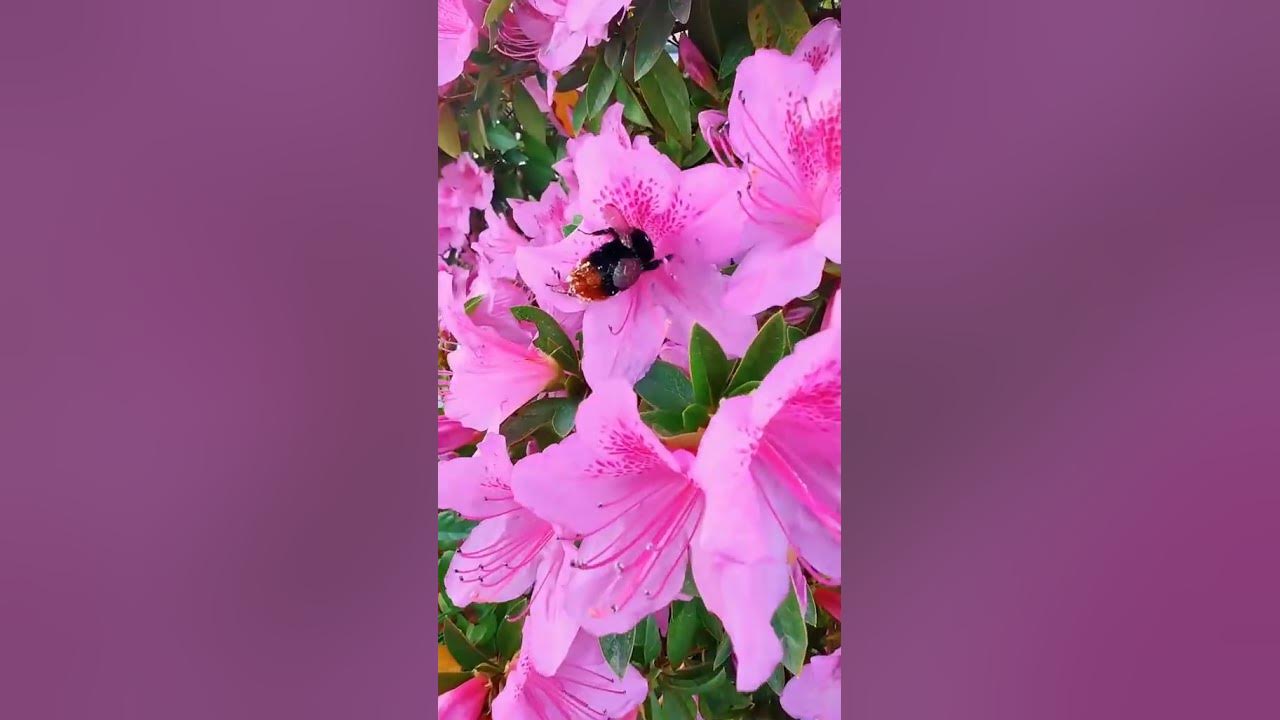 以后别再给我打电话了，我怕夏洛误会＂＂＂ Youtube