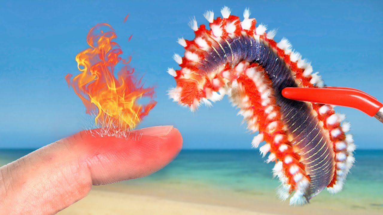 STUNG by Venomous Ocean Worm! - YouTube