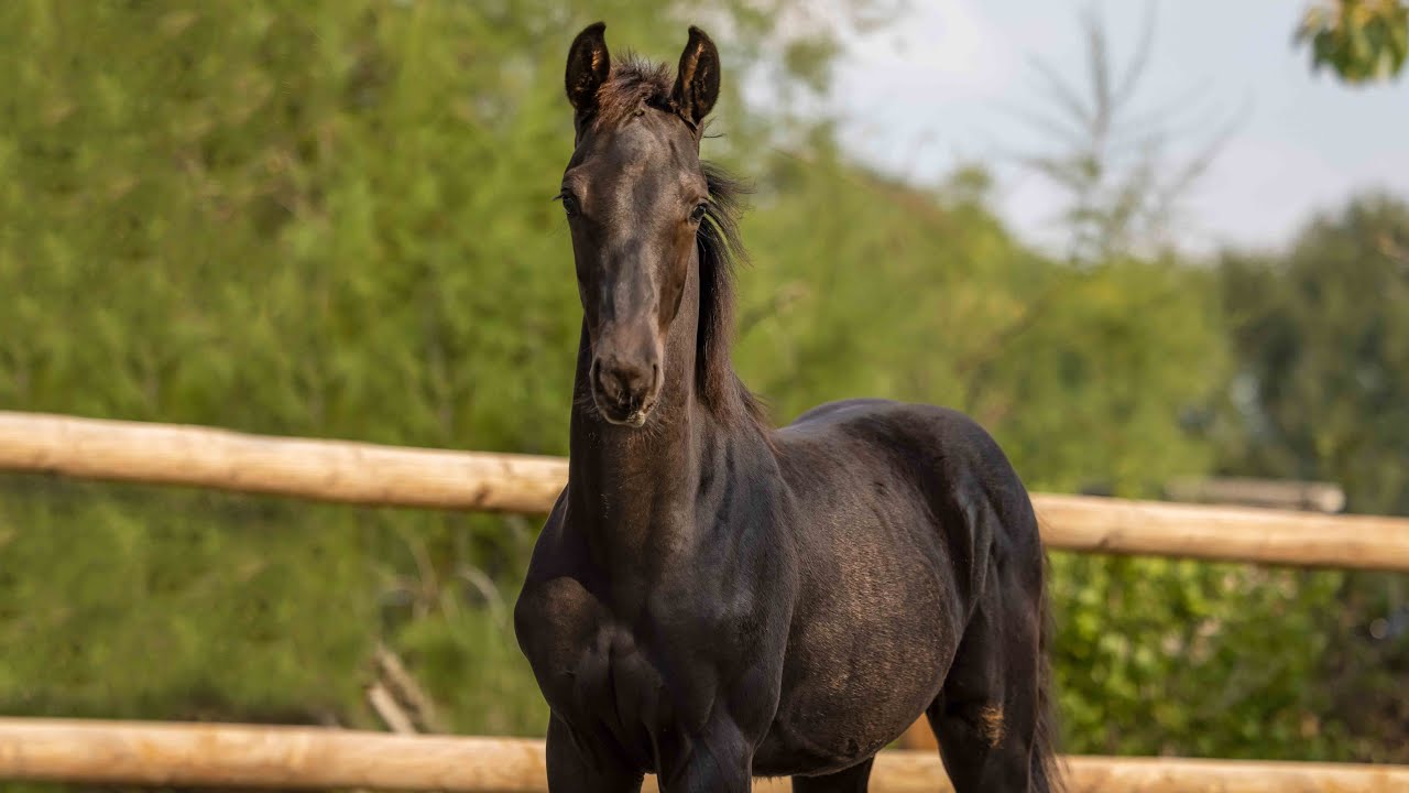 SOLD: Stallion 2022 - Desperado x Andretti x Negro - YouTube