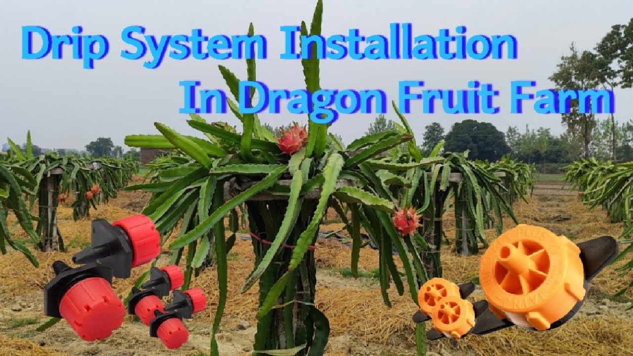 ड्रैगन फ़्रूट फार्म में ड्रिप सिस्टम कैसे लगाये ? How to install drip ...
