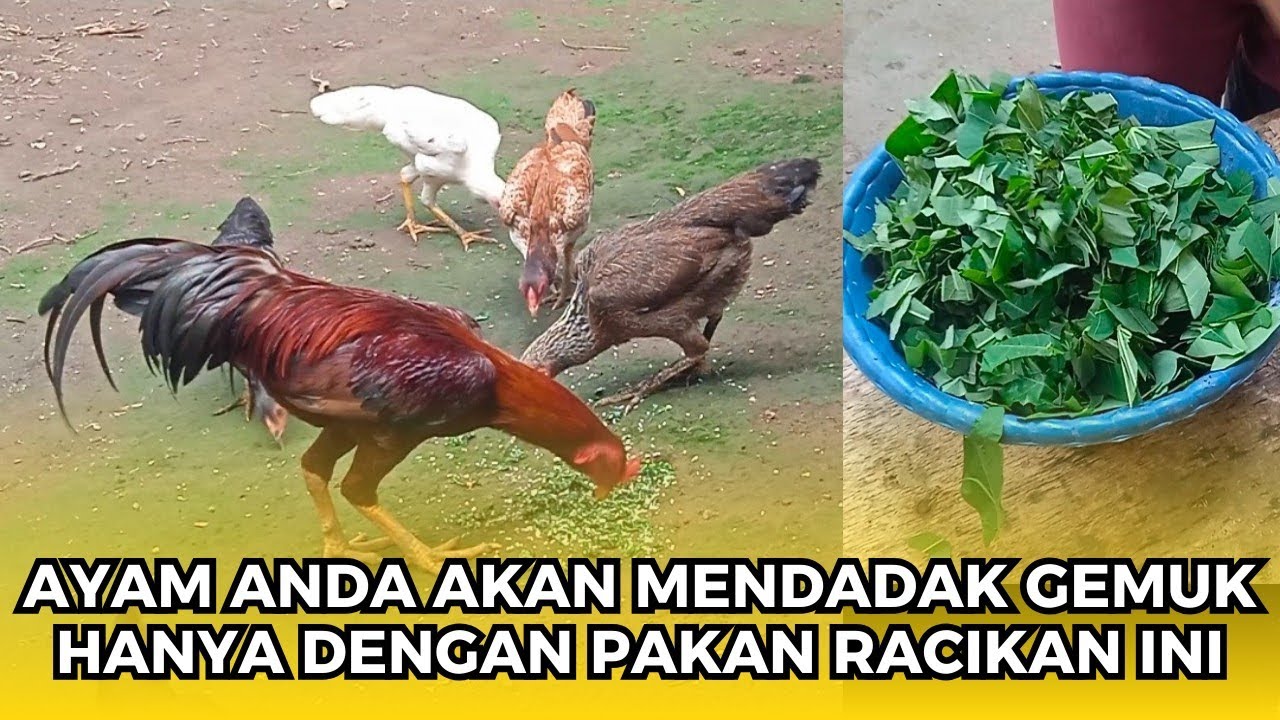 GARA GARA VIDEO INI HARGA PAKAN AYAM OTOMATIS JADI MURAH MERACIK PAKAN ...
