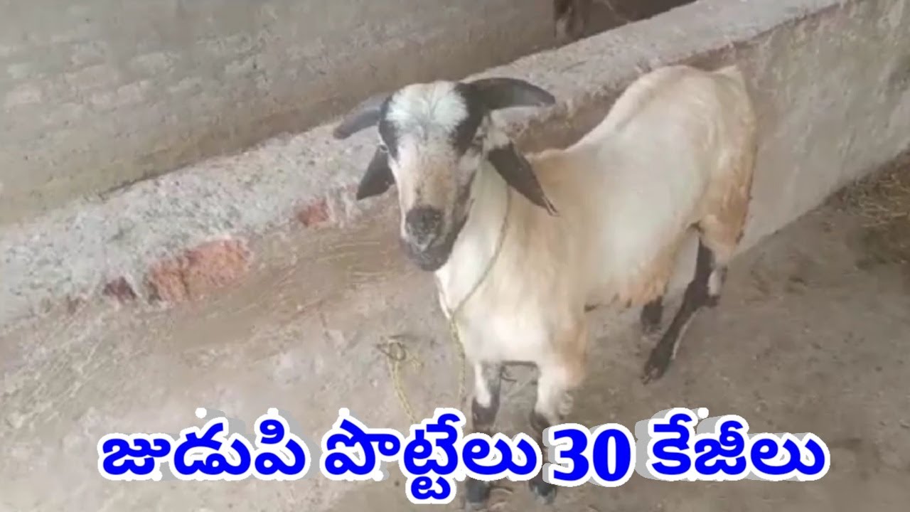 NELLORE JUDUPI SHEEP RAM 6302192213 BAKRA POTTELU పొట్టేలు - YouTube