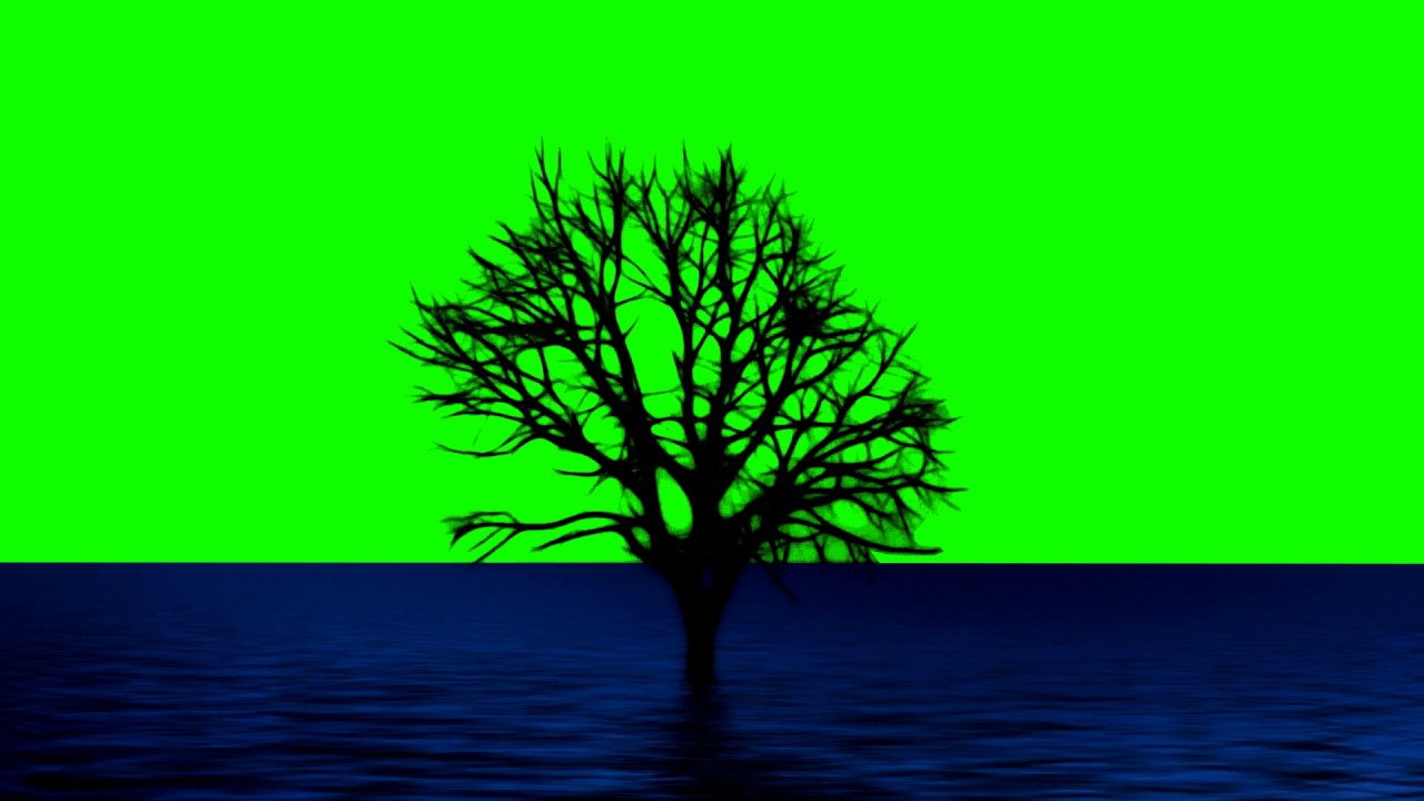 FREE HD Green Screen RELAXATION TREE - YouTube