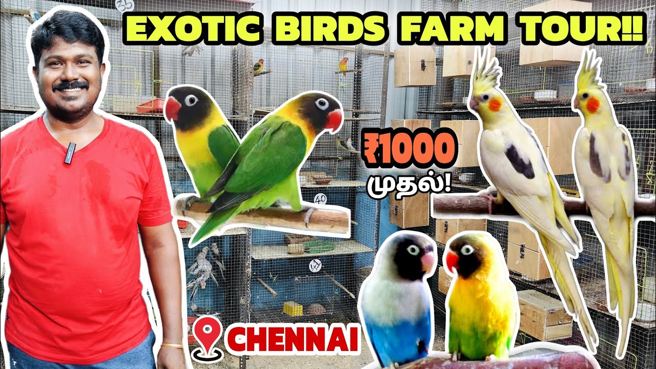 பறவைகள் பண்ணையை சுற்றிப் பார்க்கலாம் வாங்க!!! | Exotic birds farm in ...