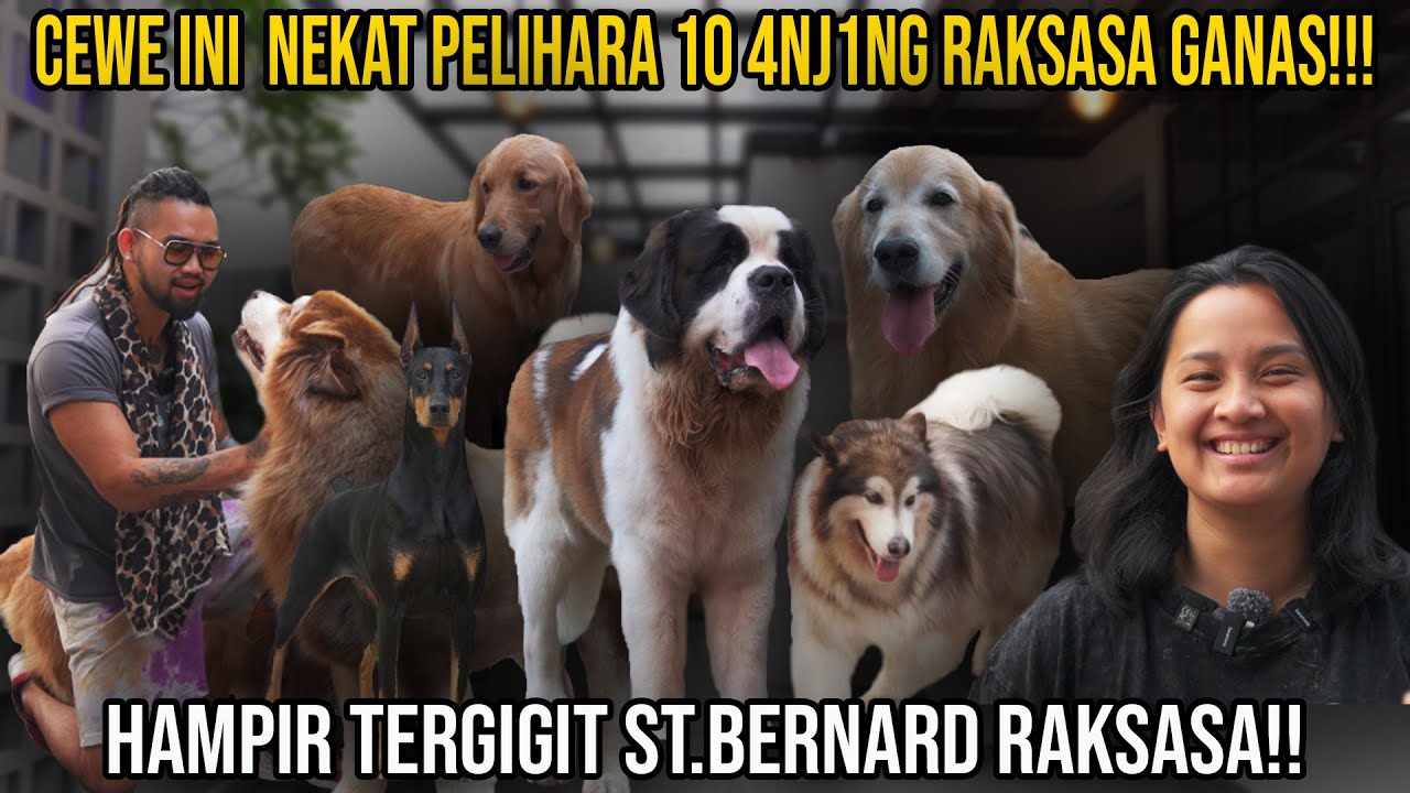 CEWEK INI NEKAT PELIHARA 10 4NJ1ING RAKSASA GANAS!!! GUE COBAIN PEGANG ...