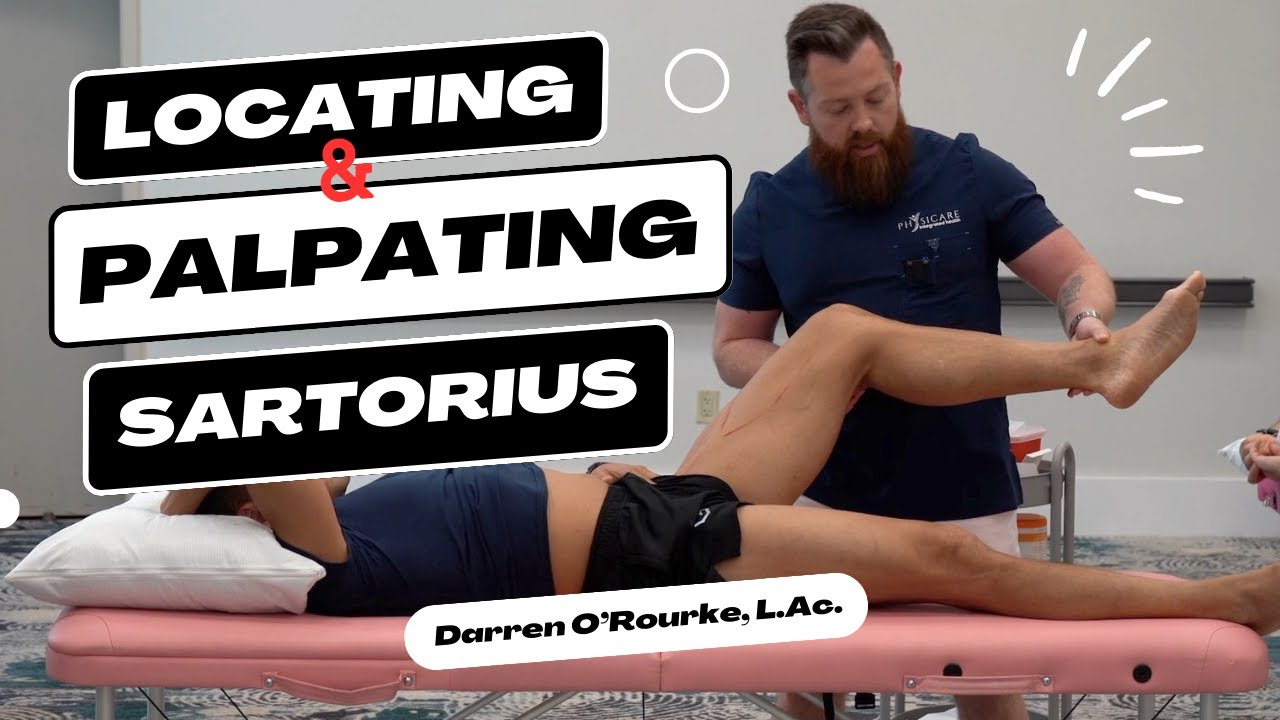 Locating and Palpating the Sartorius Muscle - YouTube