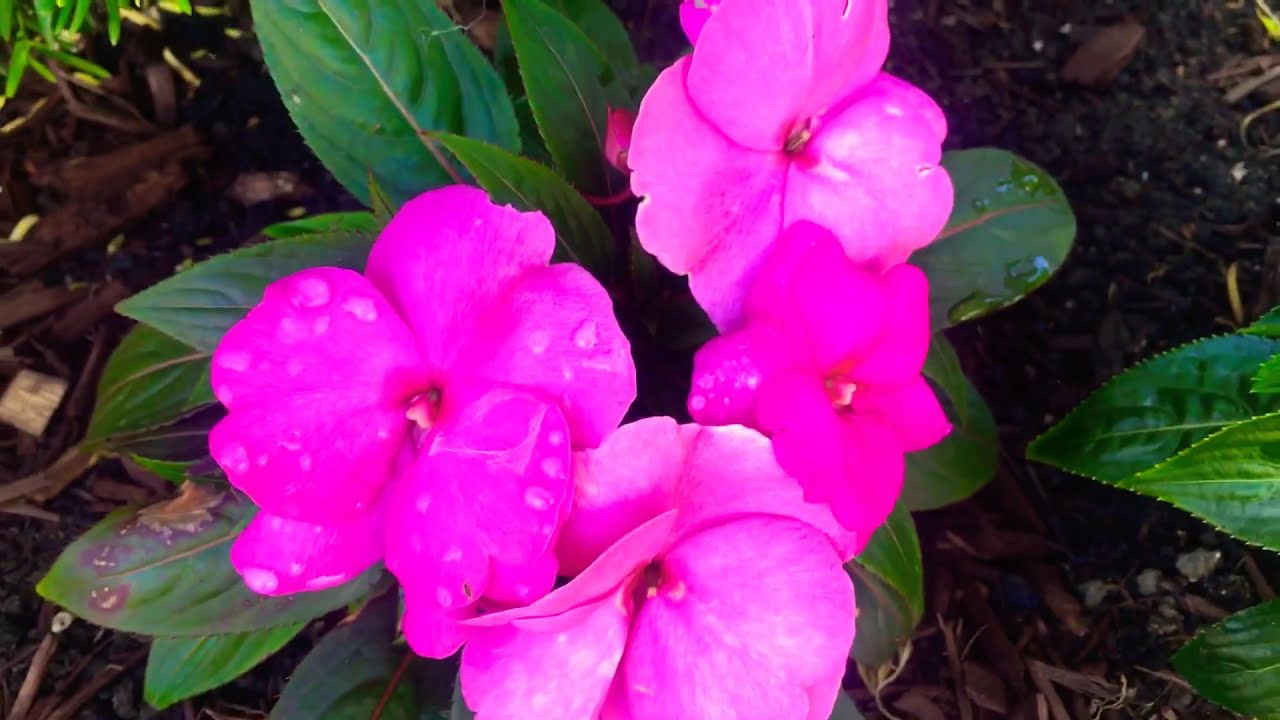 Stunning fuschia colour flowers fresh today - YouTube